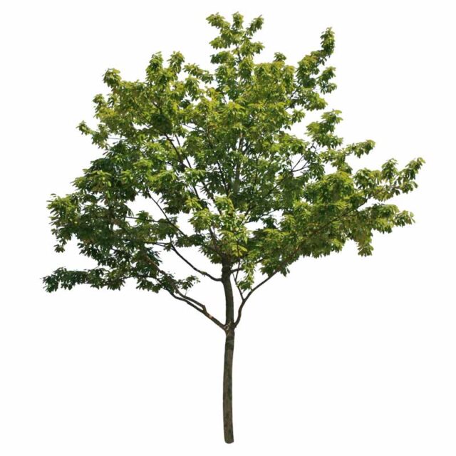 T2_058 – sozaiya.com