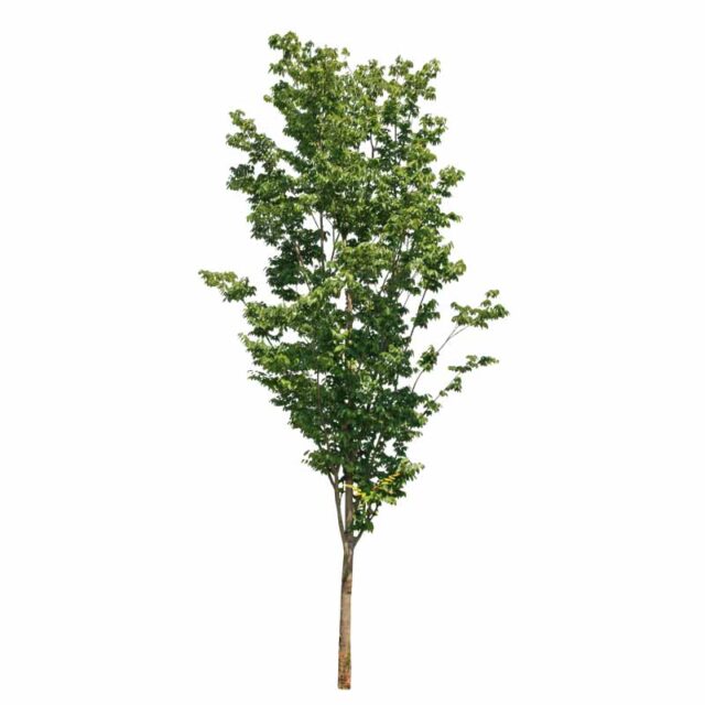 樹木素材 – sozaiya.com