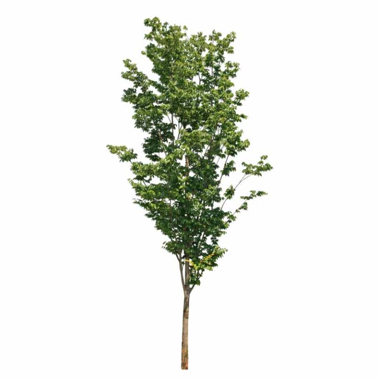 樹木素材 – sozaiya.com