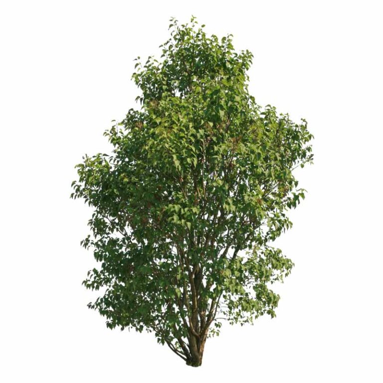 樹木素材 – sozaiya.com