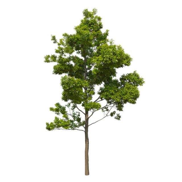 樹木素材 – sozaiya.com