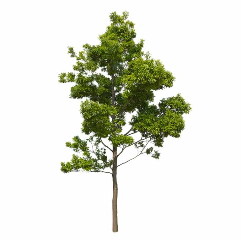 樹木素材 – sozaiya.com