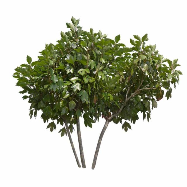 T2_062 – sozaiya.com