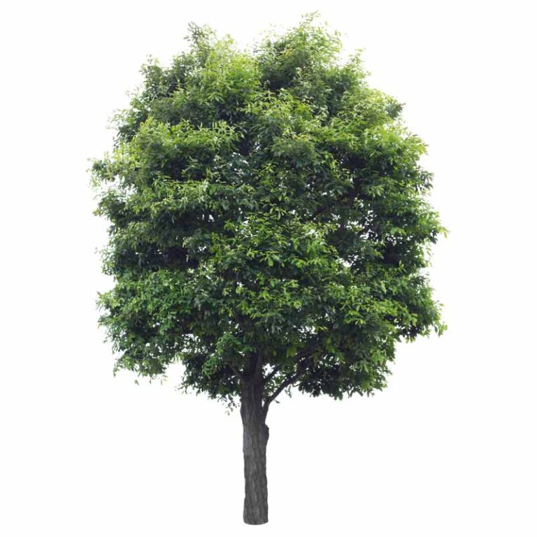 無料データ – ページ 14 – sozaiya.com