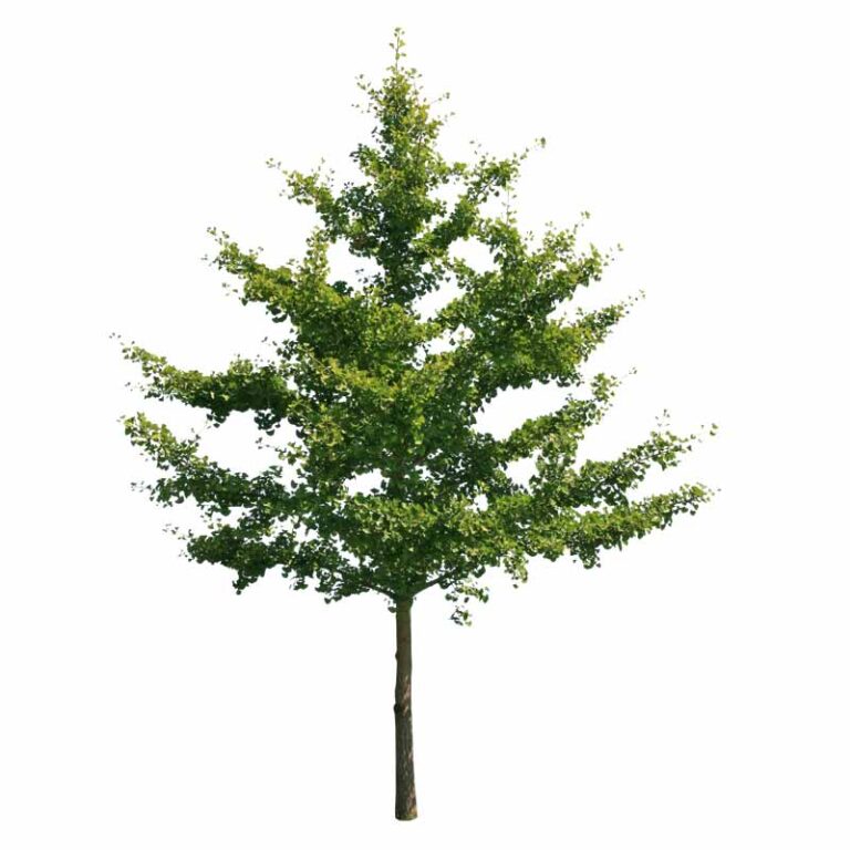 樹木素材 – sozaiya.com