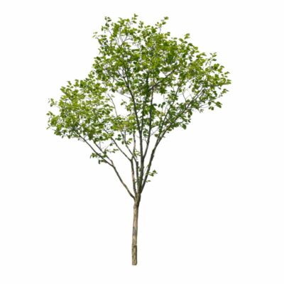 T2_068 – sozaiya.com