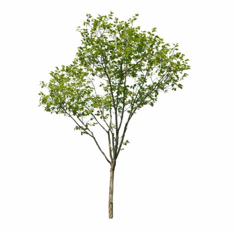 T2_068 – sozaiya.com