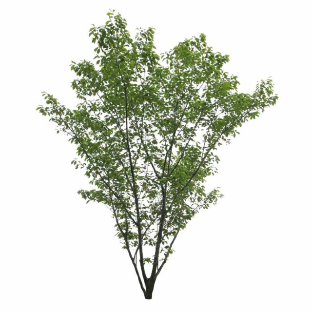 T2_069 – sozaiya.com