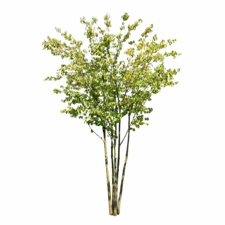 T2_072 – sozaiya.com