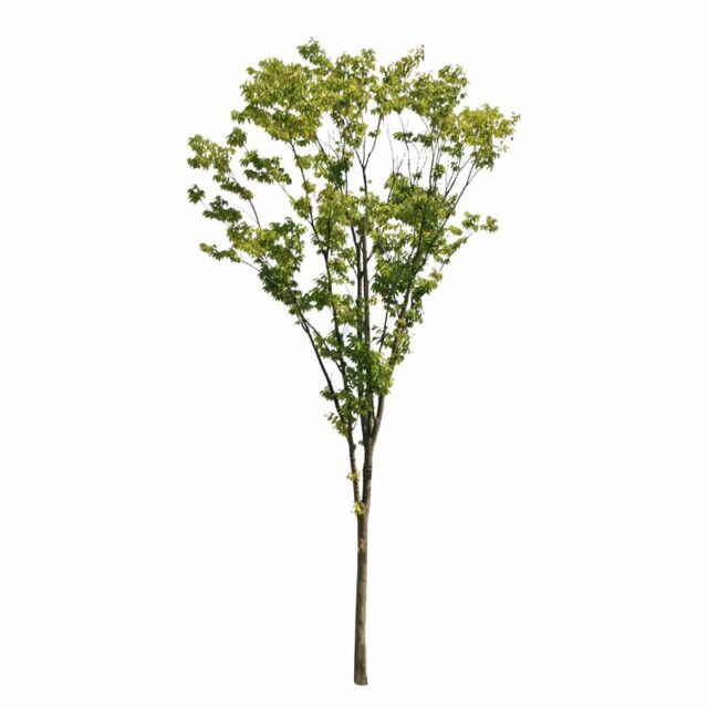 T2_073 – sozaiya.com