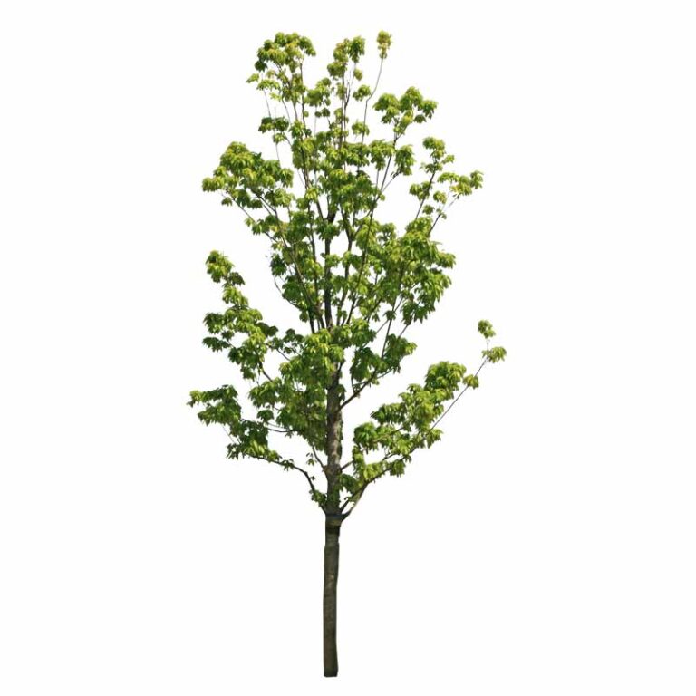 樹木素材 – ページ 2 – sozaiya.com