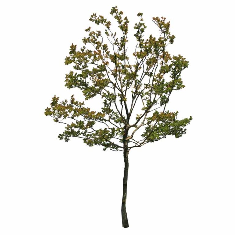 樹木素材 – sozaiya.com