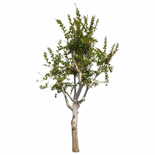 T2_081 – sozaiya.com