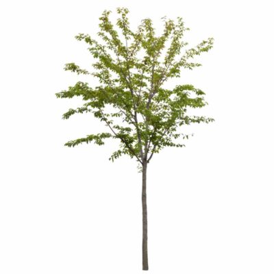 T2_084 – sozaiya.com