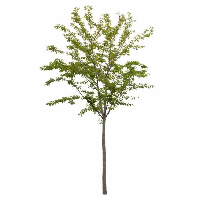 T2_084 – sozaiya.com