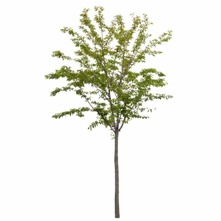 樹木素材 – ページ 5 – sozaiya.com