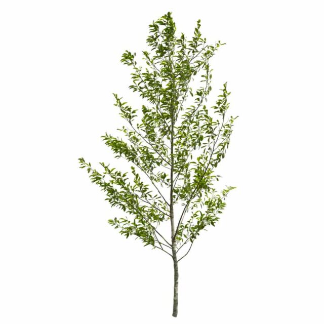 T2_085 – sozaiya.com