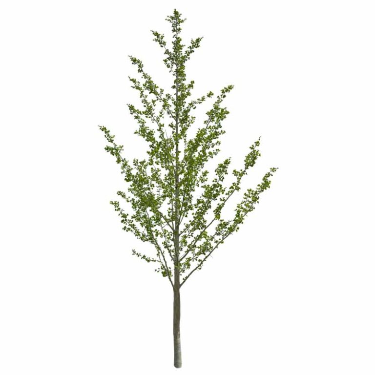 樹木素材 – sozaiya.com