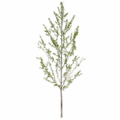 T1_057 – sozaiya.com