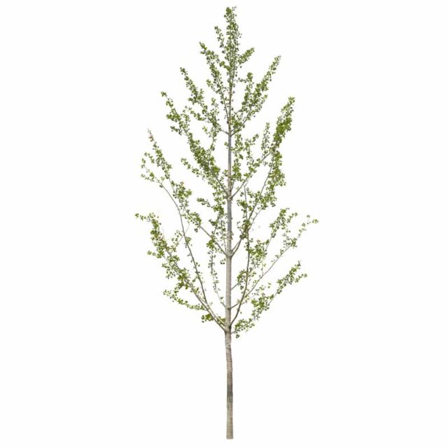 T2_087 – sozaiya.com