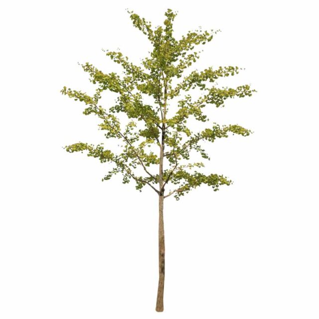 T2_088 – sozaiya.com