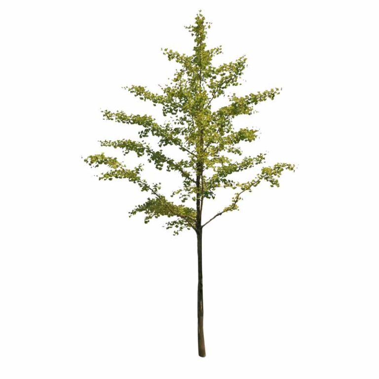 2t36 – sozaiya.com