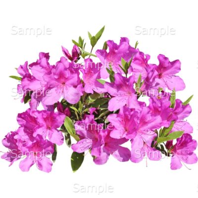 L1008 – sozaiya.com