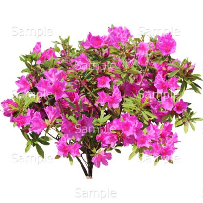 tsu_012 – sozaiya.com