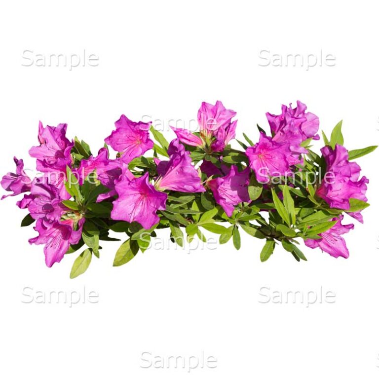 低木素材 – sozaiya.com