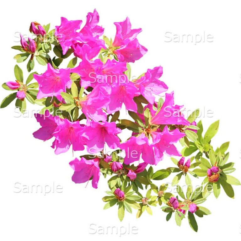 tsu_014 – sozaiya.com