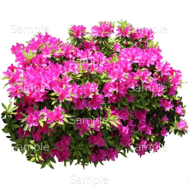 低木素材 – sozaiya.com