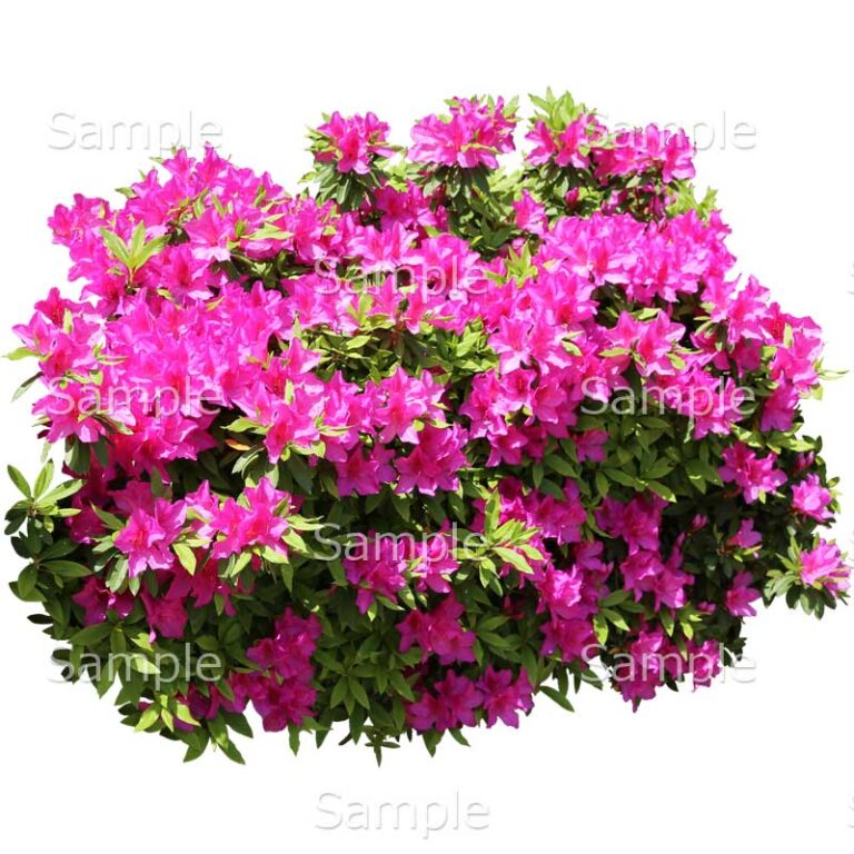 低木素材 – sozaiya.com