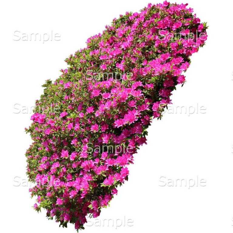 低木素材 – sozaiya.com