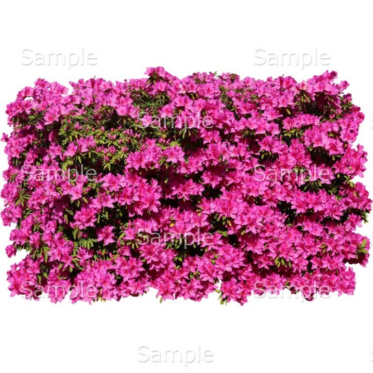 低木素材 – ページ 2 – sozaiya.com