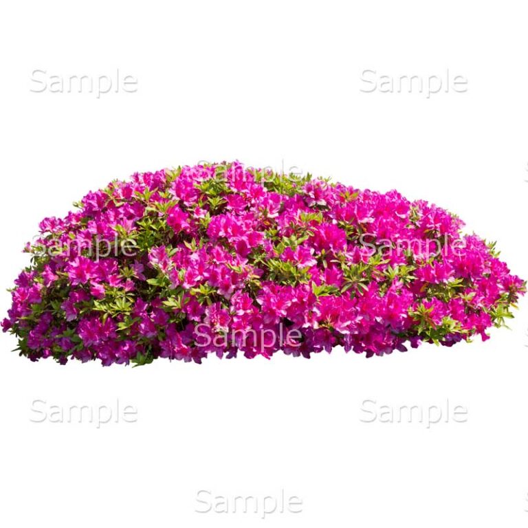 低木素材 – ページ 3 – sozaiya.com