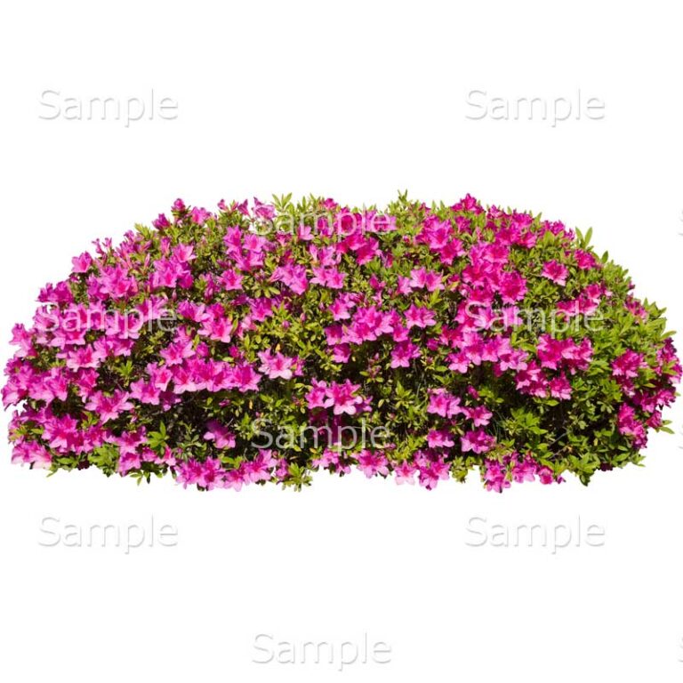 低木素材 – ページ 3 – sozaiya.com