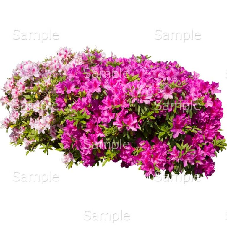 低木素材 – ページ 2 – sozaiya.com