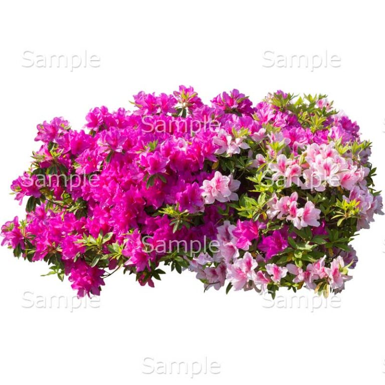 低木素材 – sozaiya.com