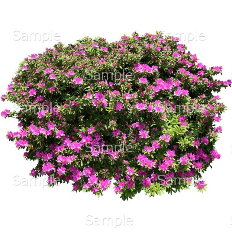 低木素材 – sozaiya.com