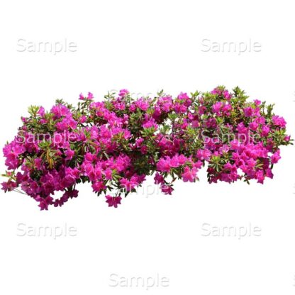 低木素材 – sozaiya.com