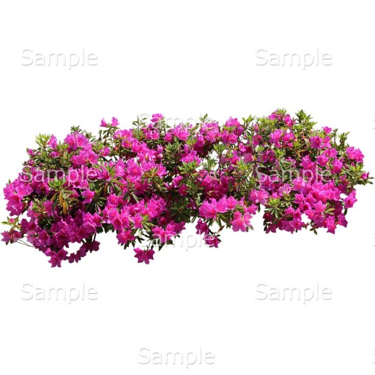 低木素材 – ページ 2 – sozaiya.com