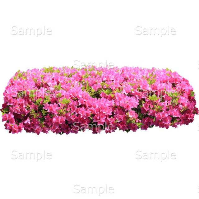 低木素材 – sozaiya.com