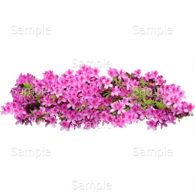 低木素材 – sozaiya.com