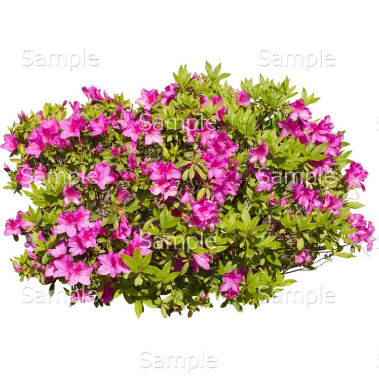 低木素材 – sozaiya.com