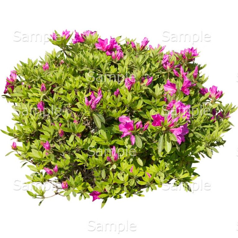 低木素材 – sozaiya.com