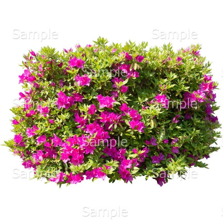 低木素材 – sozaiya.com