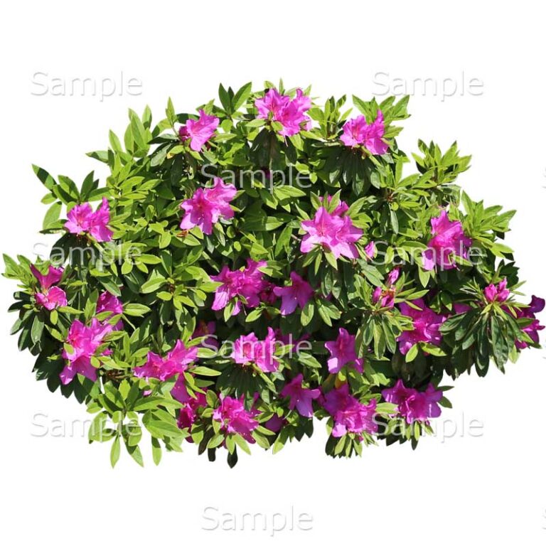 低木素材 – sozaiya.com