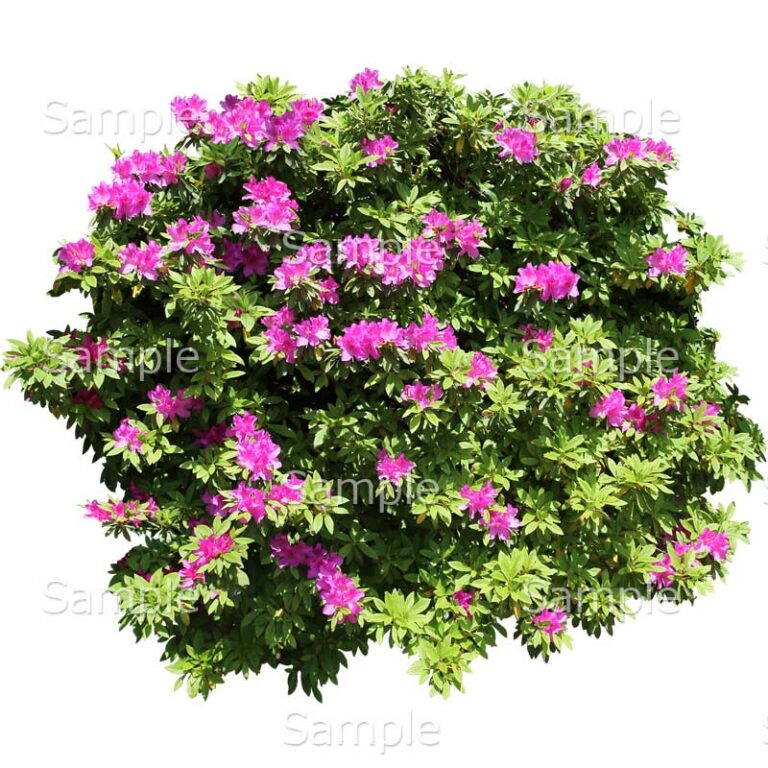 低木素材 – ページ 3 – sozaiya.com