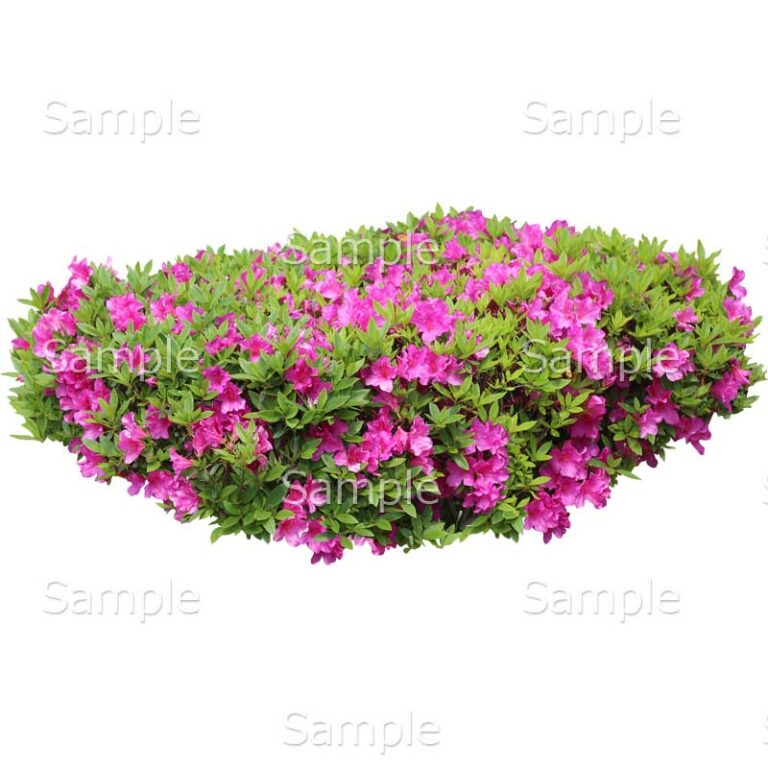 低木素材 – sozaiya.com