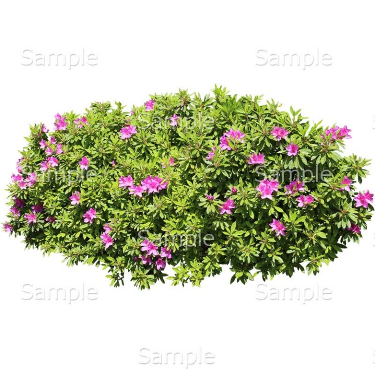 低木素材 – ページ 2 – sozaiya.com